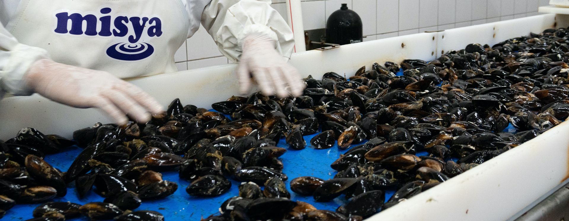 Misya Su Ürünleri A.Ş. - Güvenilir Midye